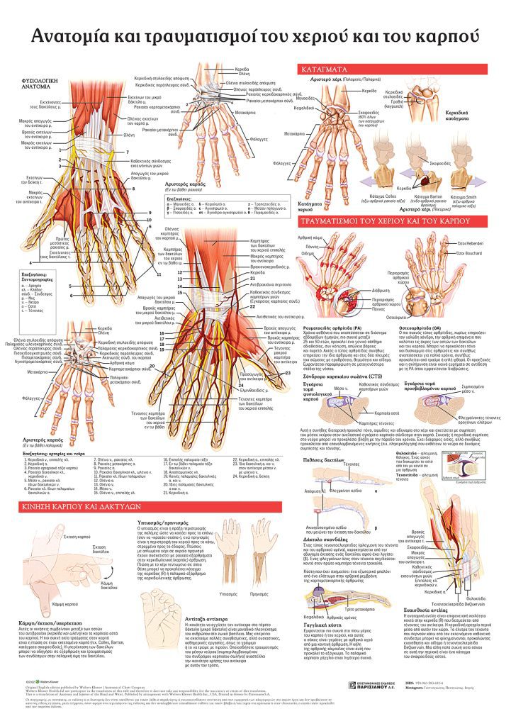 ΑΝΑΤΟΜΙΚΟΣ ΧΑΡΤΗΣ: ΑΝΑΤΟΜΙΑ ΚΑΙ ΤΡΑΥΜΑΤΙΣΜΟΙ ΤΟΥ ΧΕΡΙΟΥ ΚΑΙ ΤΟΥ ΚΑΡΠΟΥ ...