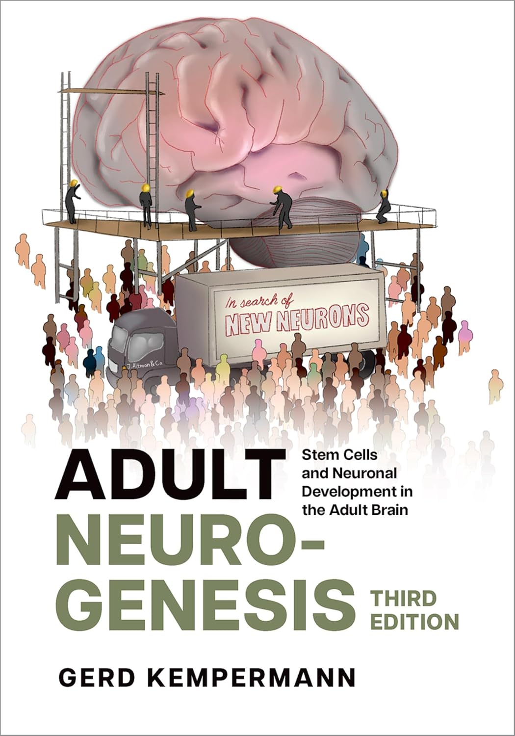 Adult Neurogenesis. Stem Cells and Neuronal Development in the Adult ...